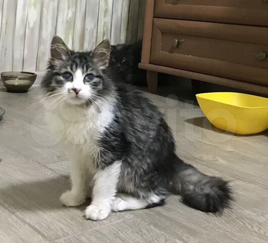 Фантастические котодетки