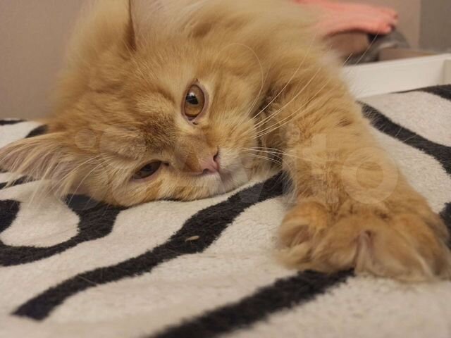 Кот