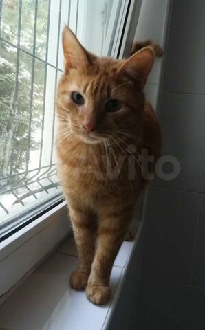 Рыжий котик Гарфилд ищет маму)