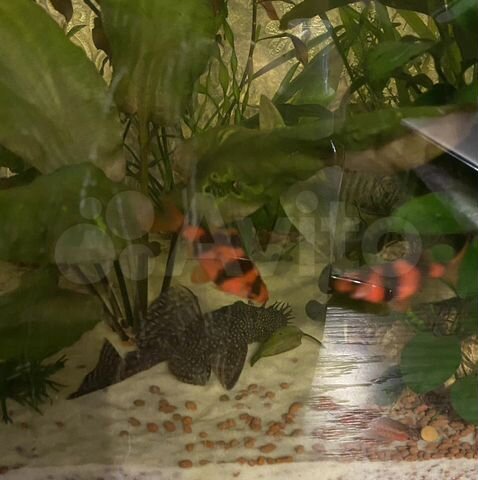 Рыба Сом Анциструс