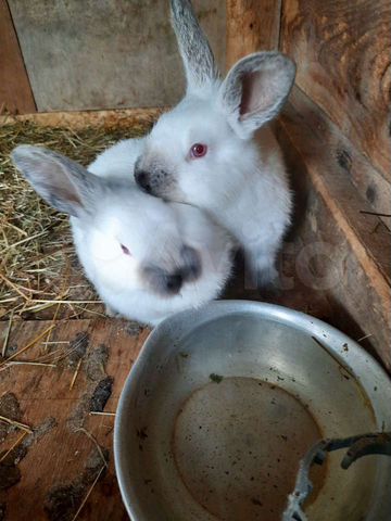 Калифорнийский кролик