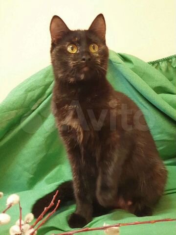 Веселая Черепашка