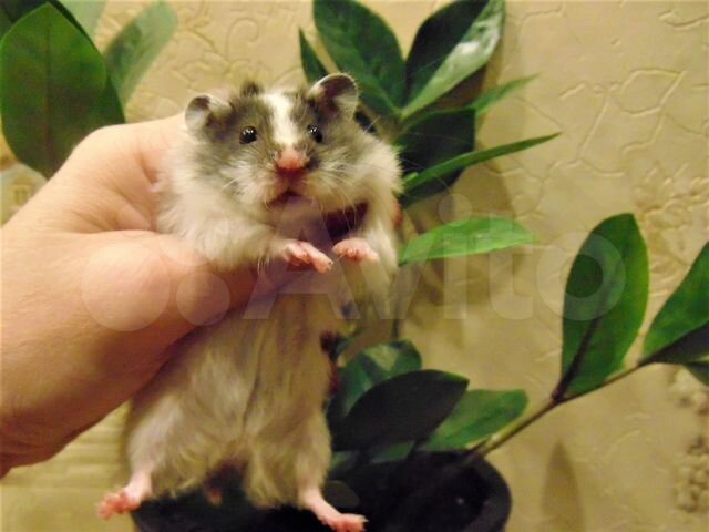 Ангорские, сирийские хомяки - очаровашки, клетки