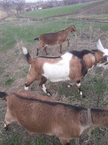 Козел нубийский