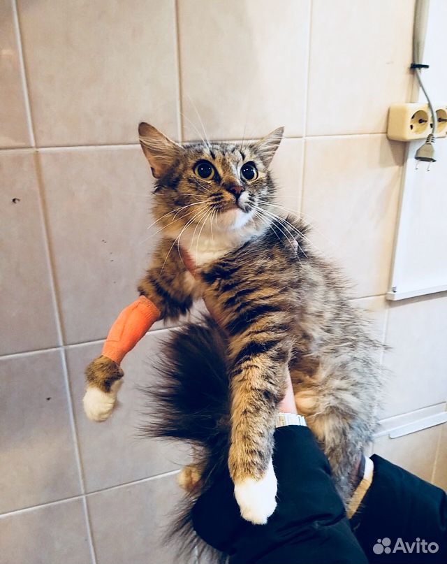 Кошка Шанти с маститом. Выпустить обратно