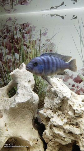 Цихлида озера Малави