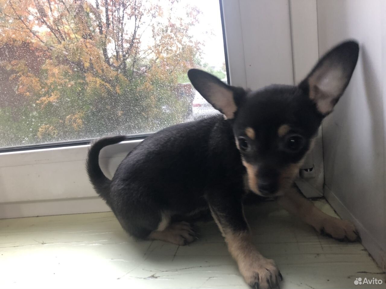 Щенок Той-терьера 2 месяца