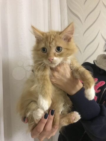 Рыжий котенок