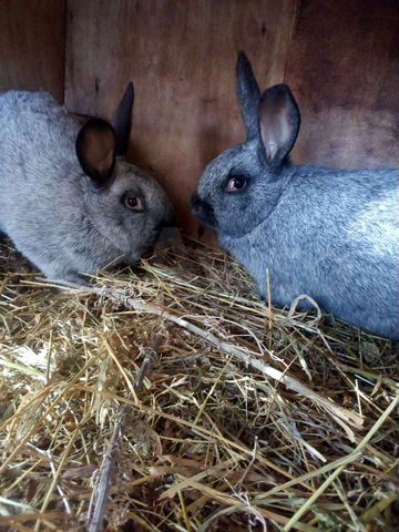 Кролики серый великан, полтавское серебро