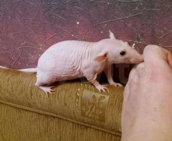 Крыса сфинкс