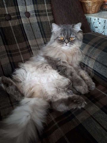 Персидский котик на вязку