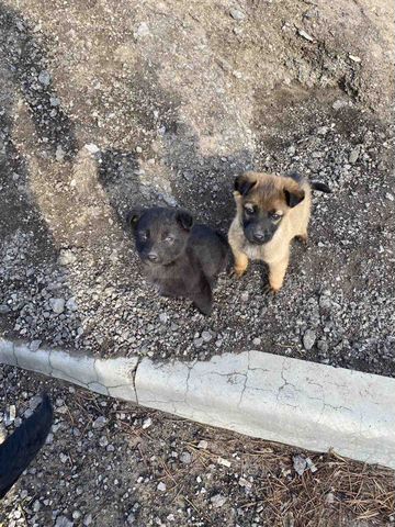 Щенок в добрые руки