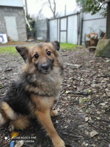 Небольшой пёсик ищет дом