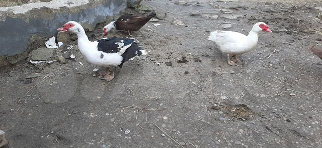 Мускусные утки