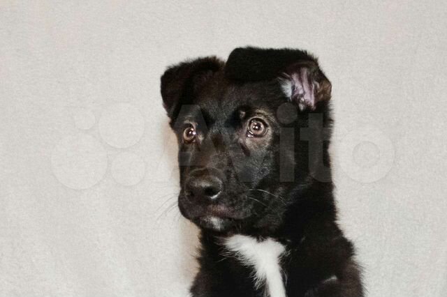 Грета в дар