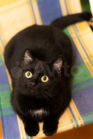 Грациозная кошечка Черничка