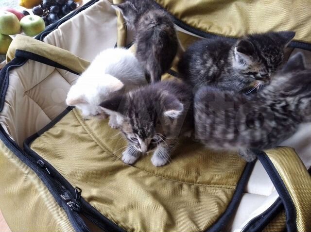 Чудные котята от мамы крысаловки