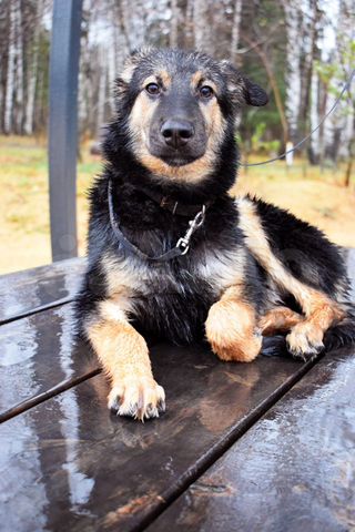 Щенок девочка Джес 4,5 мес