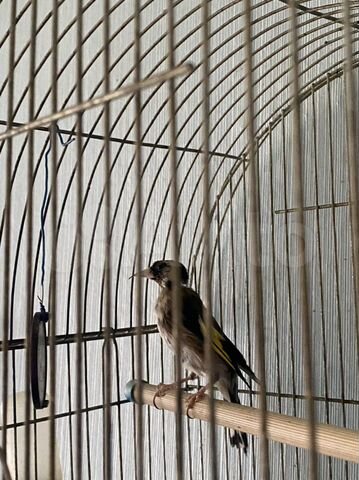 Птичка Щегол