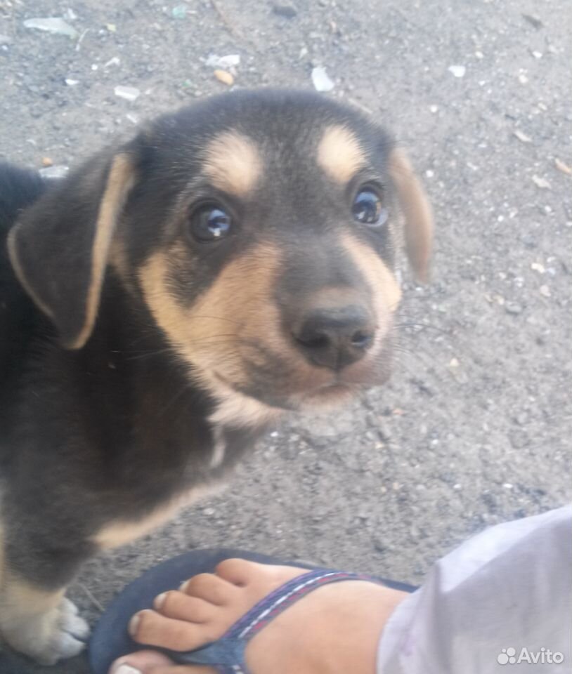 Очаровательный ушастик, милашка и просто красавица